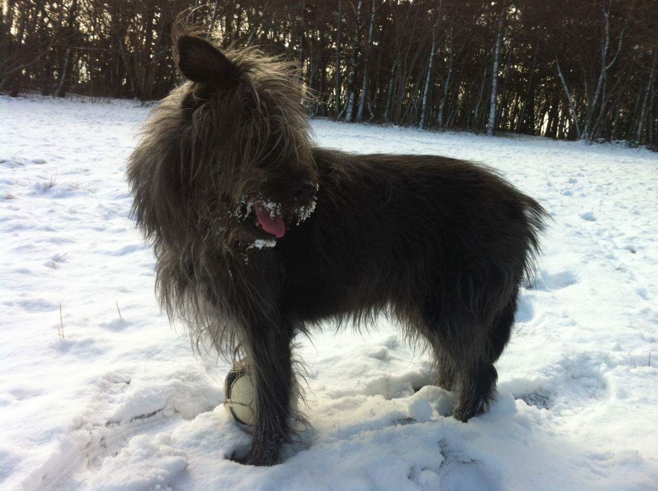 Pippo – enteropatia proteinodisperdente causata da linfangectasia ...